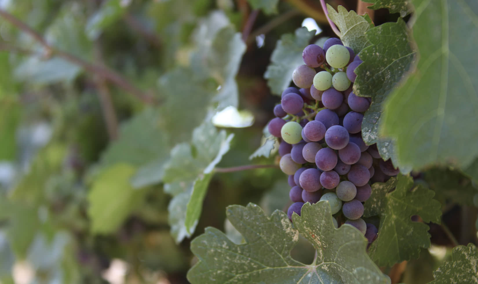 Grape Veraison Video | When Grapes Change Color | Jordan