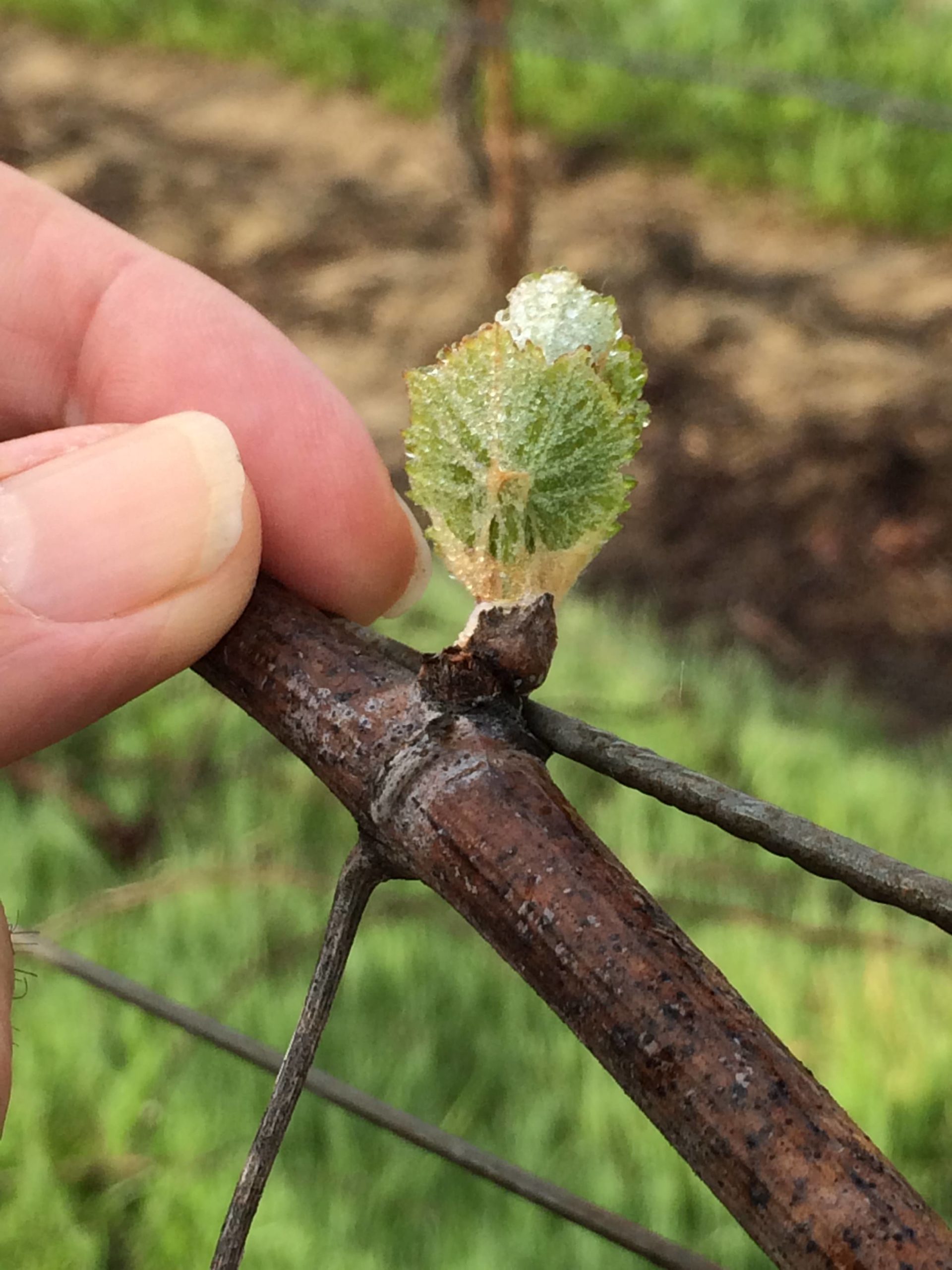 Bud Break at Jordan Winery: 2014 Vintage Growing Season | Sonoma