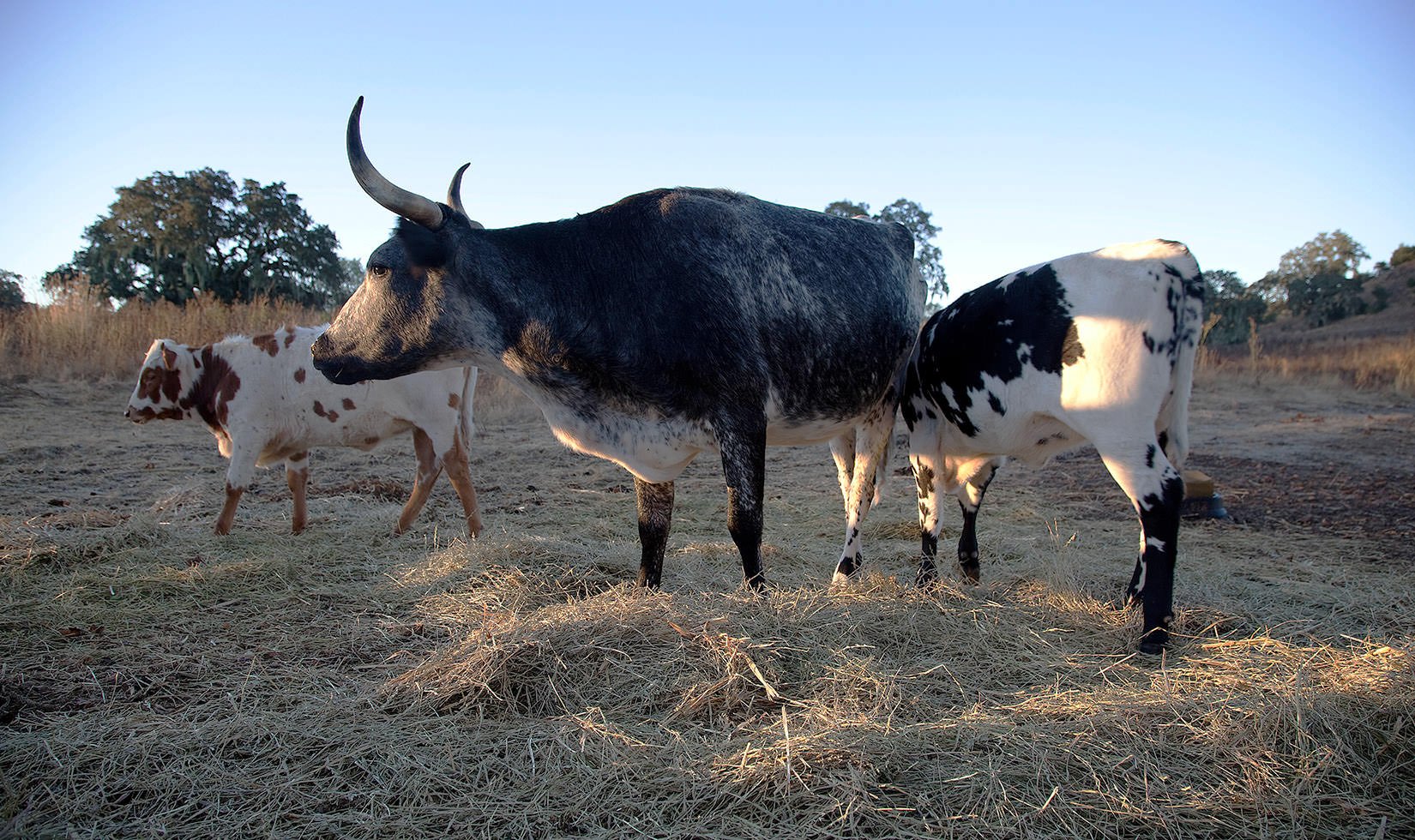 Raising beef cattle: the cows come home at Jordan Winery