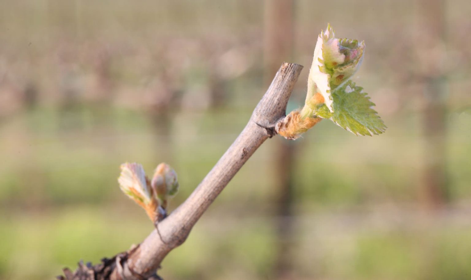 Grape Buds Pictures | Bud Burst in the Vineyards | Jordan Winery