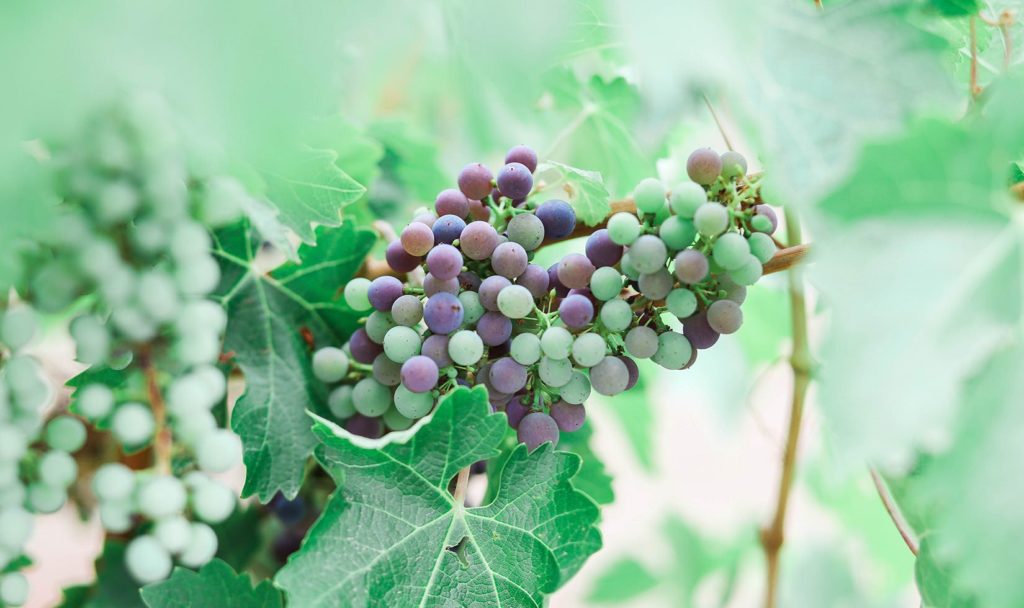Photos of Grape Veraison | Jordan Winery