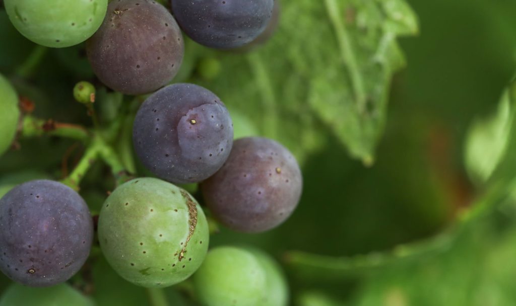 Sonoma County Grape Harvest | 2017 Vintage Growing Season Report