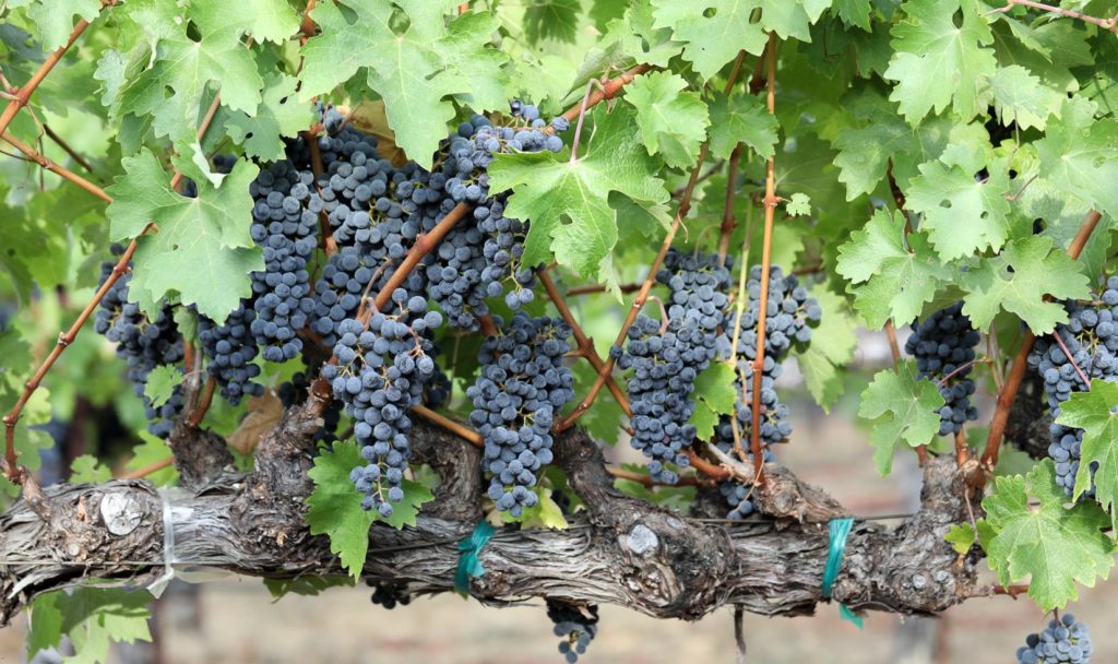 2017 Heat Wave Impact on Wine Grapes | Sonoma County Harvest Report