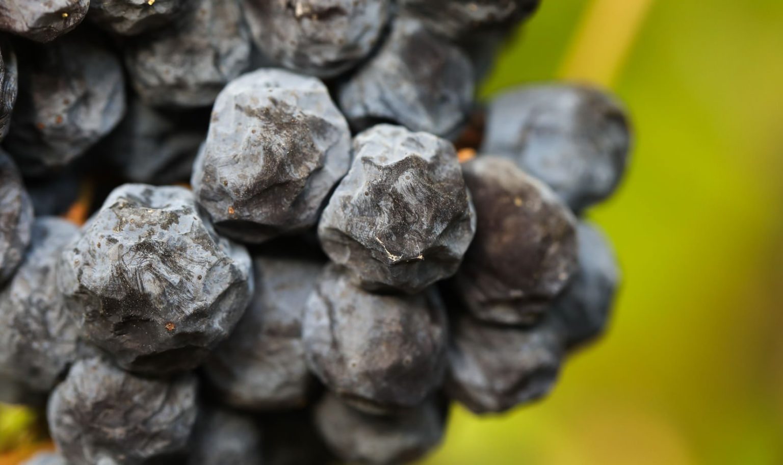 2017 Heat Wave Impact on Wine Grapes | Sonoma County Harvest Report