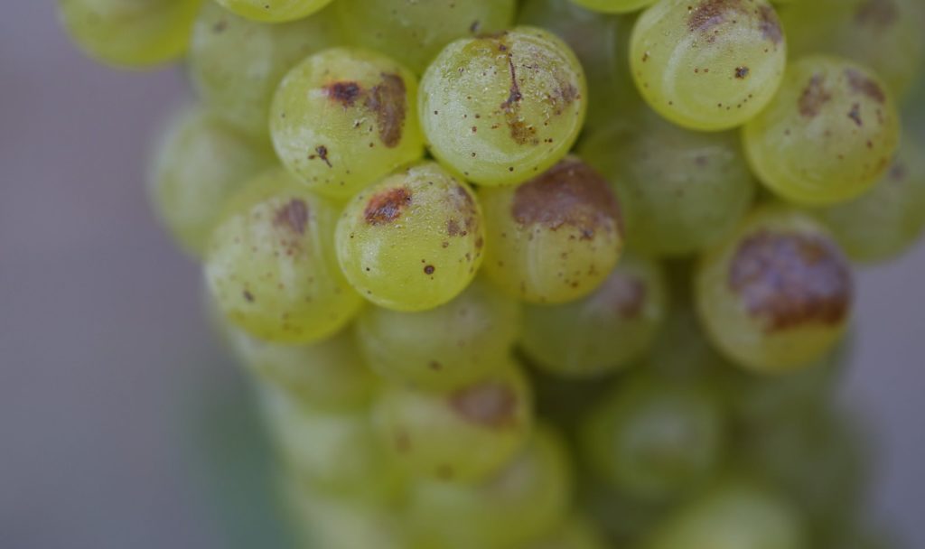 2017 Heat Wave Impact on Wine Grapes | Sonoma County Harvest Report