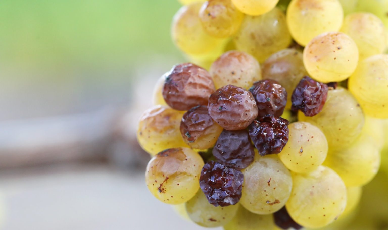 2017 Heat Wave Impact on Wine Grapes | Sonoma County Harvest Report