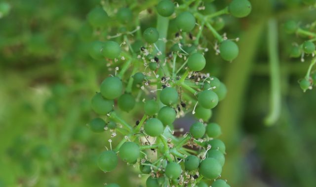 Grape Flowers | A Season in the Vineyard | Journey of Jordan