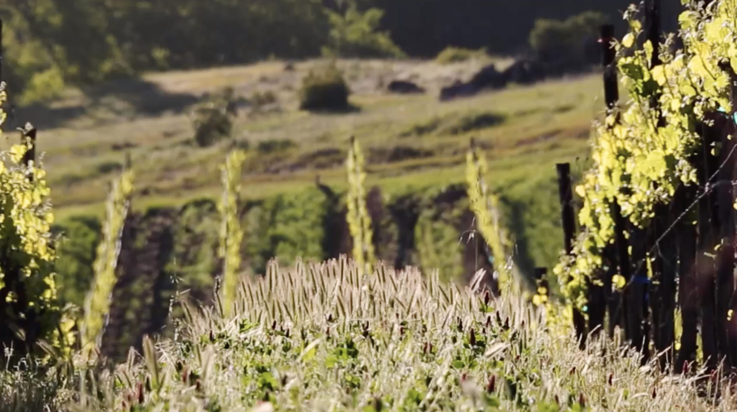 Winemaking Philosophy | Jordan Winery