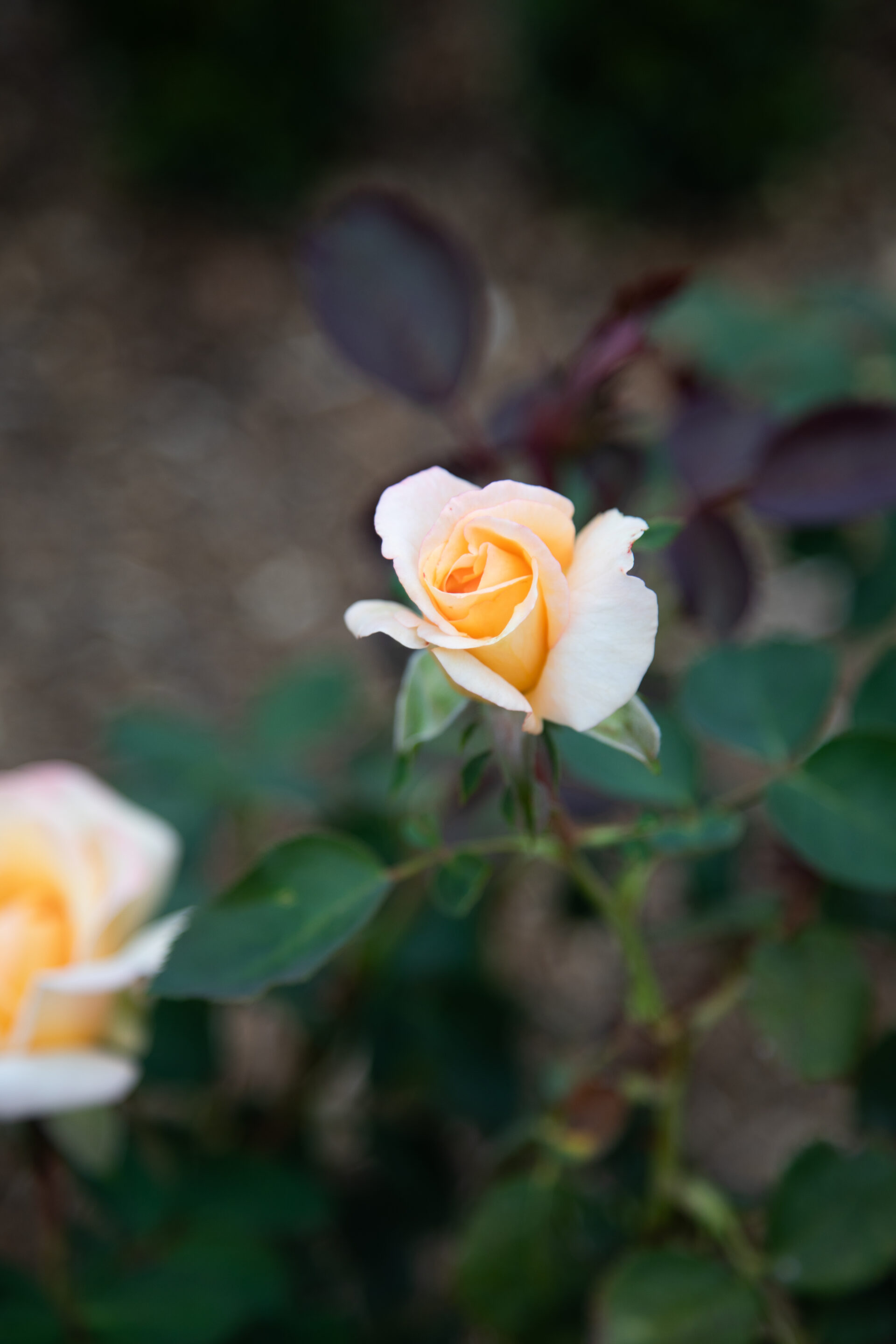 Legacy in Bloom: The Sally Jordan Rose - Jordan Winery