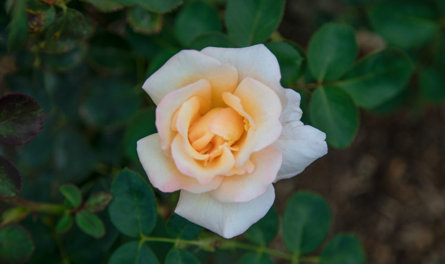 Legacy in Bloom: The Sally Jordan Rose - Jordan Winery
